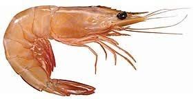 Korýši :: příroďák na pohodu