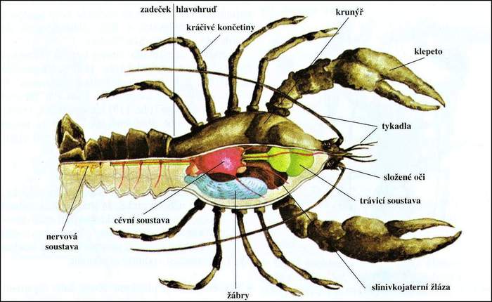 Korýši :: příroďák na pohodu