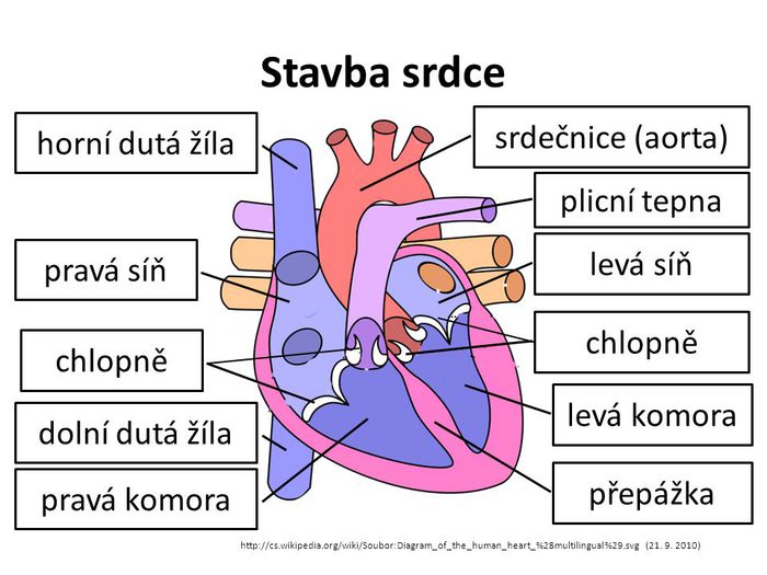 Stavba srdce, krevní oběh :: příroďák na pohodu
